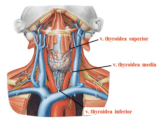 Gl. Thyroidea - Tiroit Bezi Anatomisi ~ Anatomi.Web.tr