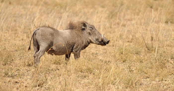 Qüestió de llum: Pumba