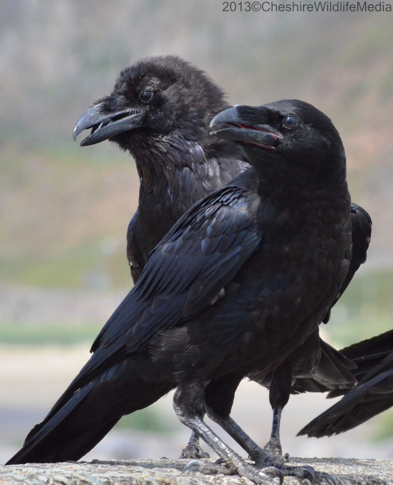 Diaries of a Wildlife and Outdoors lover: Diarie short - Raven family ...