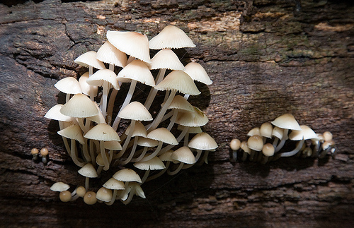 Cluster: mushroom clusters