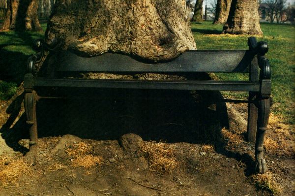 The Hungry Tree in the King's Inns - Moss Reid's Places