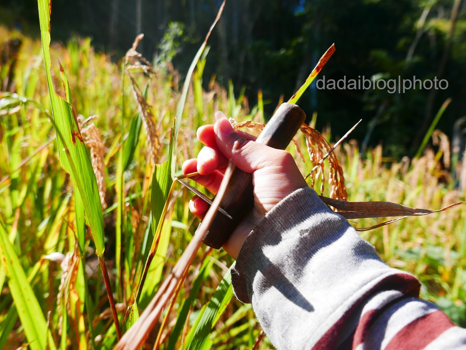 Mixinspiration: Peralatan menuai padi/Tools to harvest the Paddy/Rice