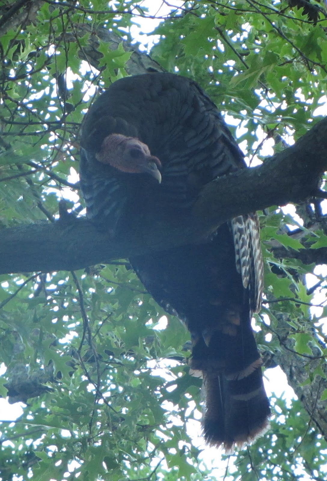 Circling the Smiling Pond: Wild Turkey roosting in our tree
