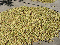 Namibia: The Marula Juice Tradition
