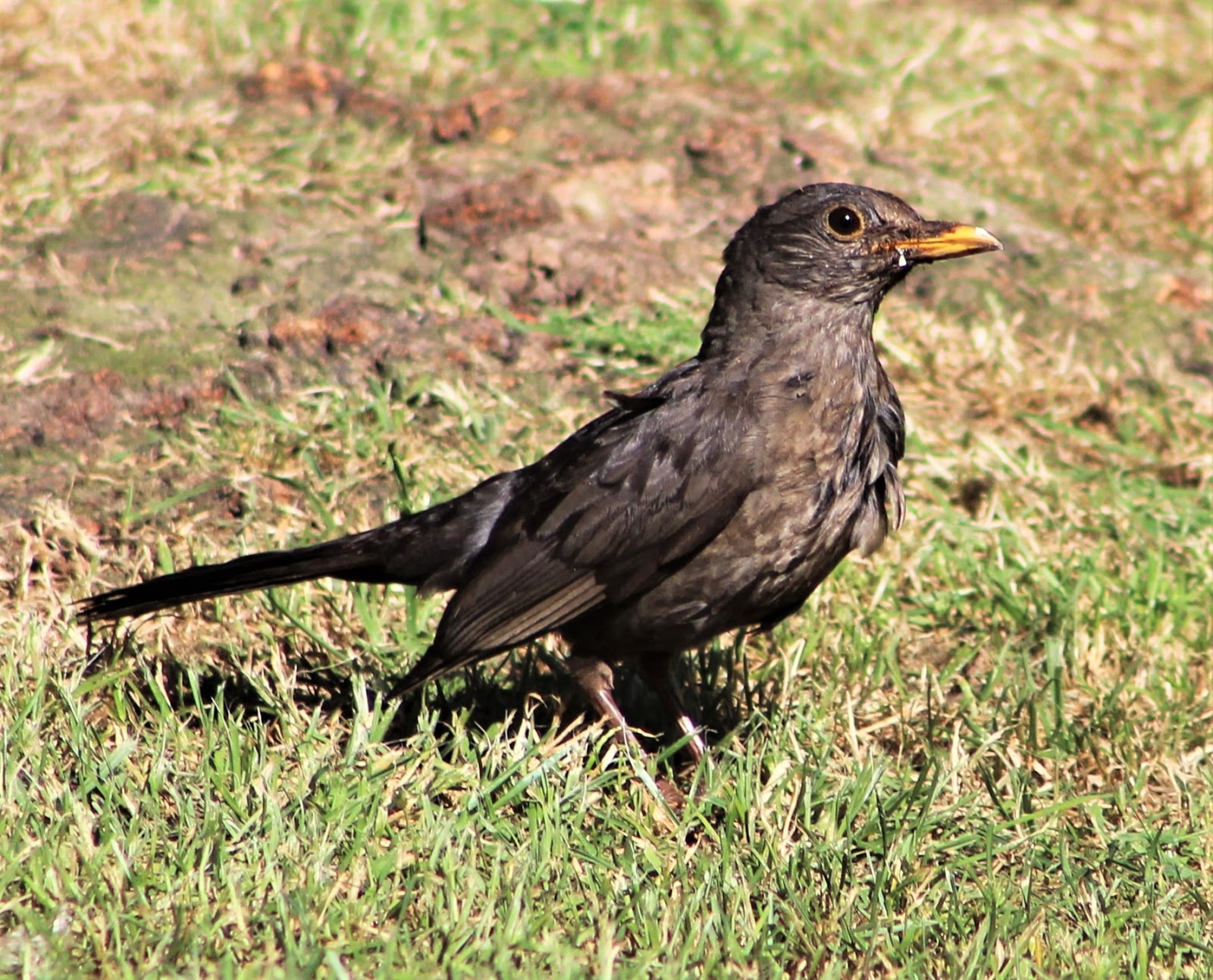 Imagens da vida animal: Melro-preto (Turdus merula) (Fêmea)