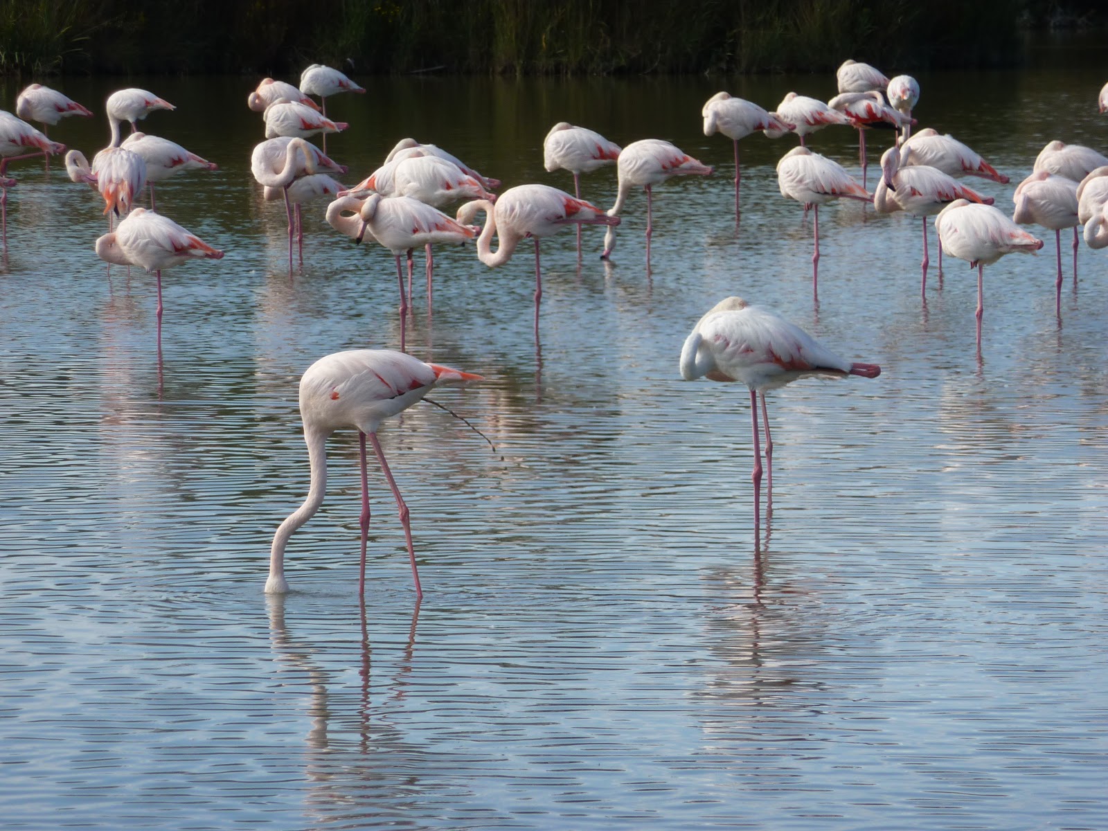 le jardin de marianne: le paradis des flamands roses