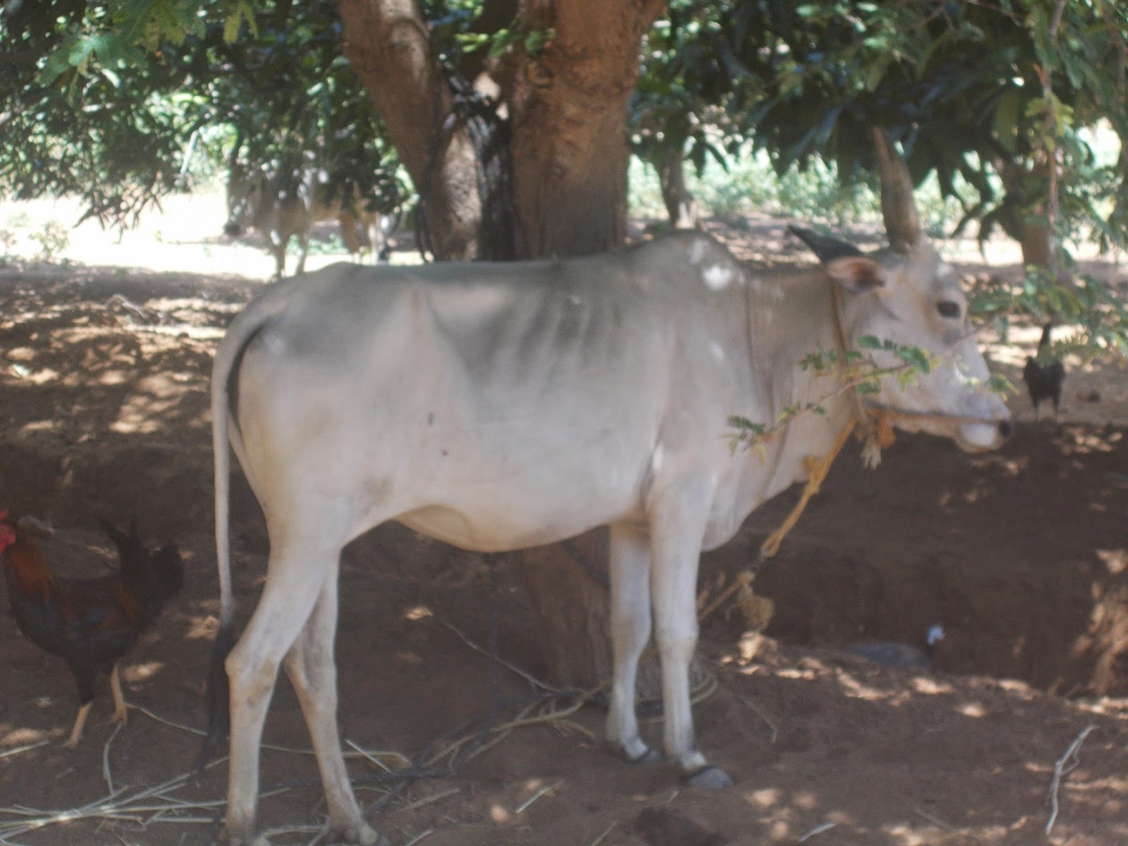 Tamil Nadu Cattle Breeds