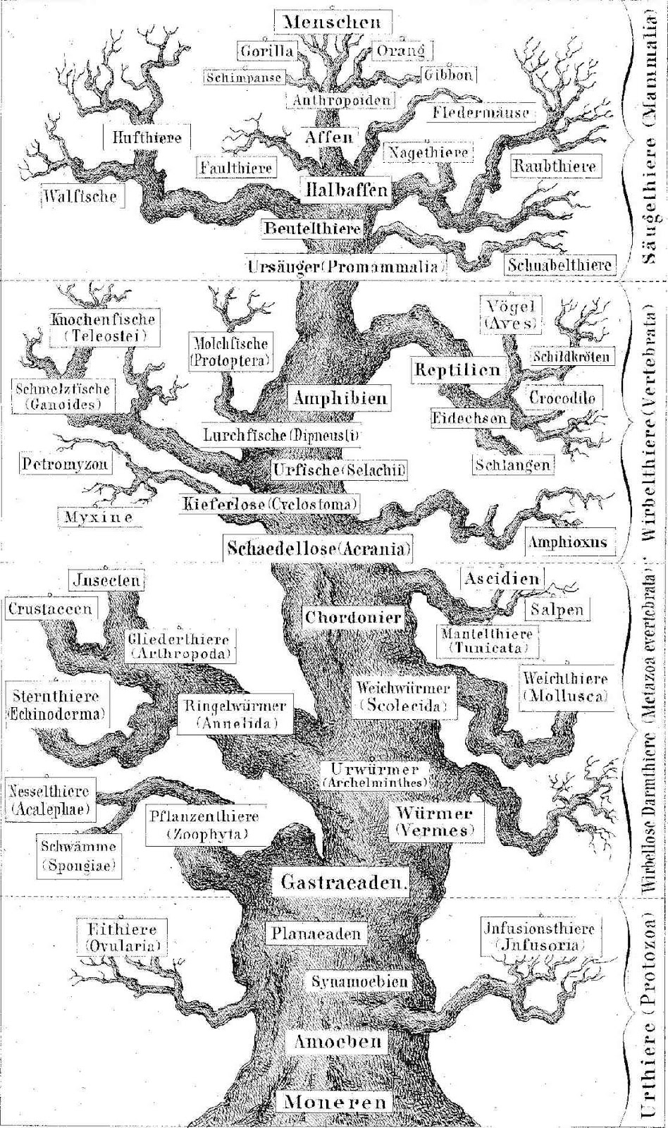 The Genealogical World of Phylogenetic Networks: Tree metaphors and ...