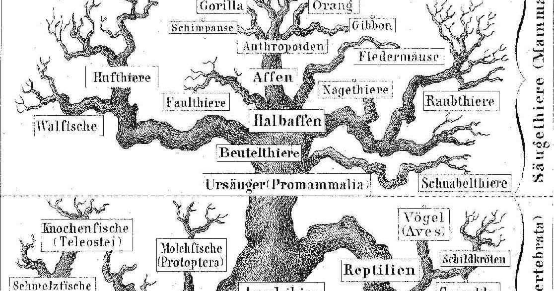 The Genealogical World of Phylogenetic Networks: Tree metaphors and ...