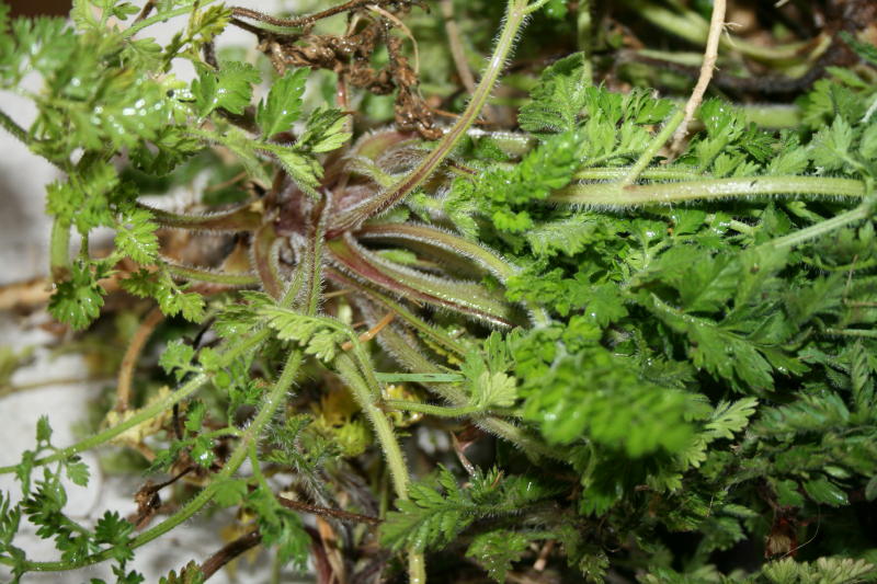 Godt og Sunt: Ville Gulrøtter