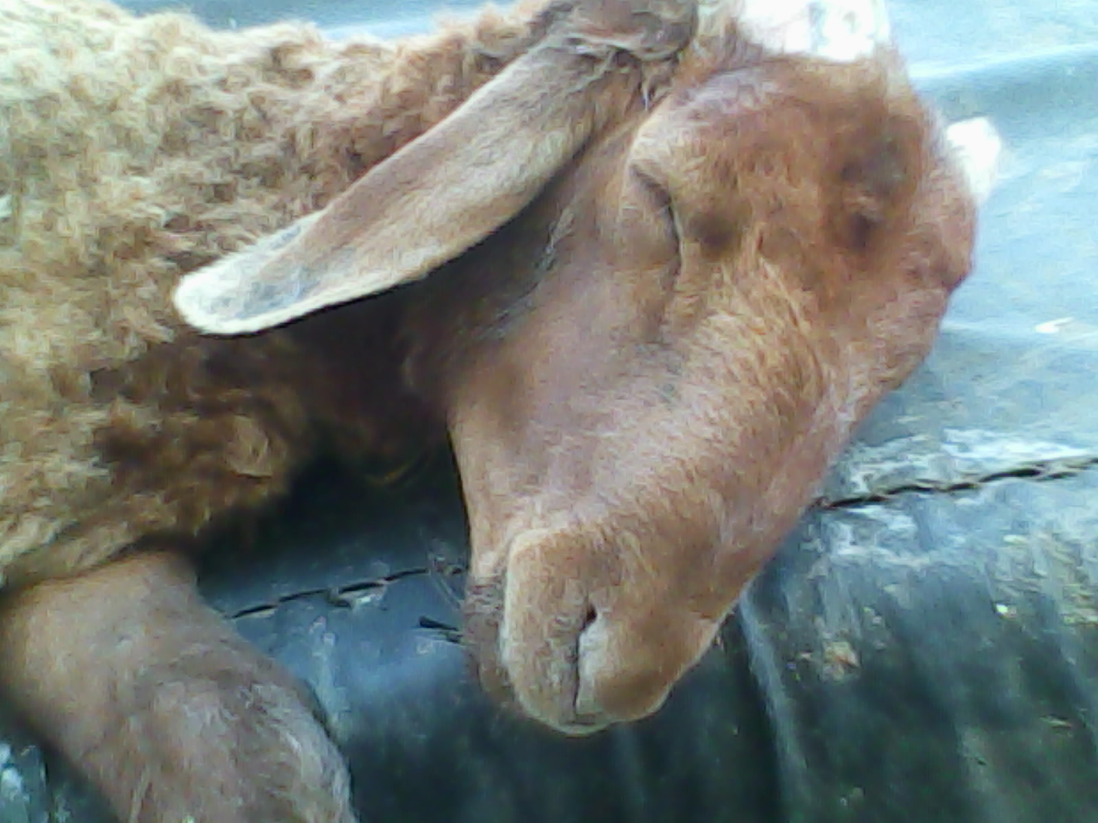 Vet.kingdom: coenurus cerebralis in sheep