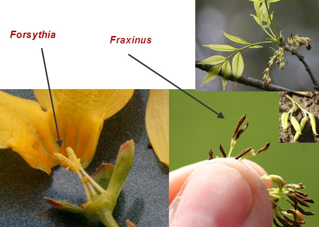 Phloem Here To There: Pollen Sculpturing