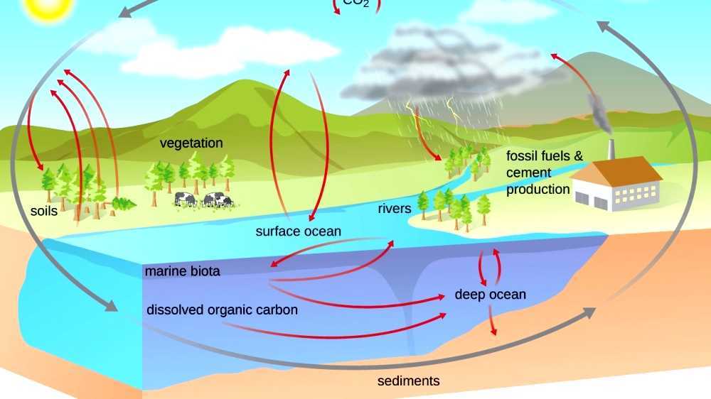 Biogeochemical cycle
