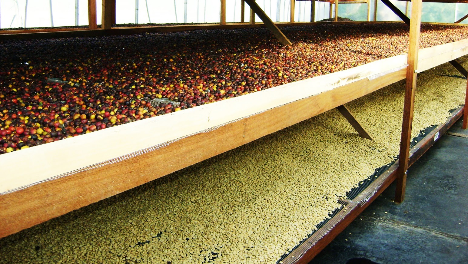 SIN CENSURA: El café más caro, fino y exótico del mundo es peruano