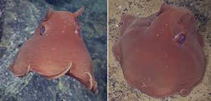 Keunikan Hidupan Laut Dalam, Flapjack Octopus |MyRokan
