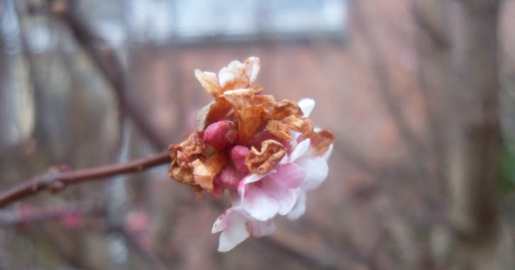 Skau & Co.: Kulde, frost og et stort skab