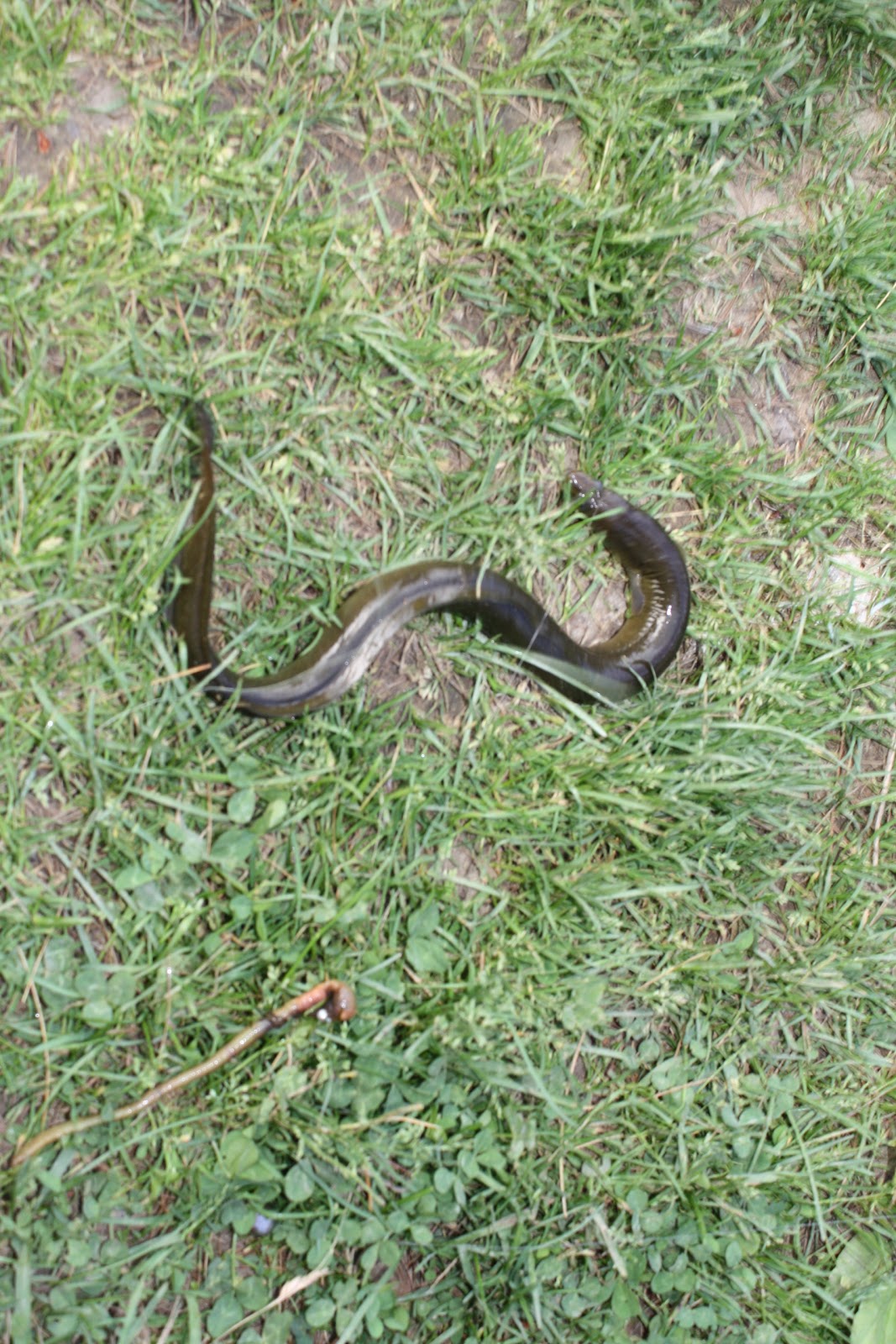 Catch-M-All: Catadromous is the word of the day with fish number 19 ...