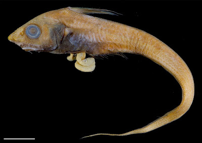 Sciency Thoughts: New species of Grenadier from Japan.