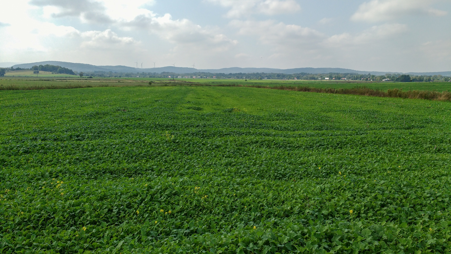 Na ptaki: Ścierniska