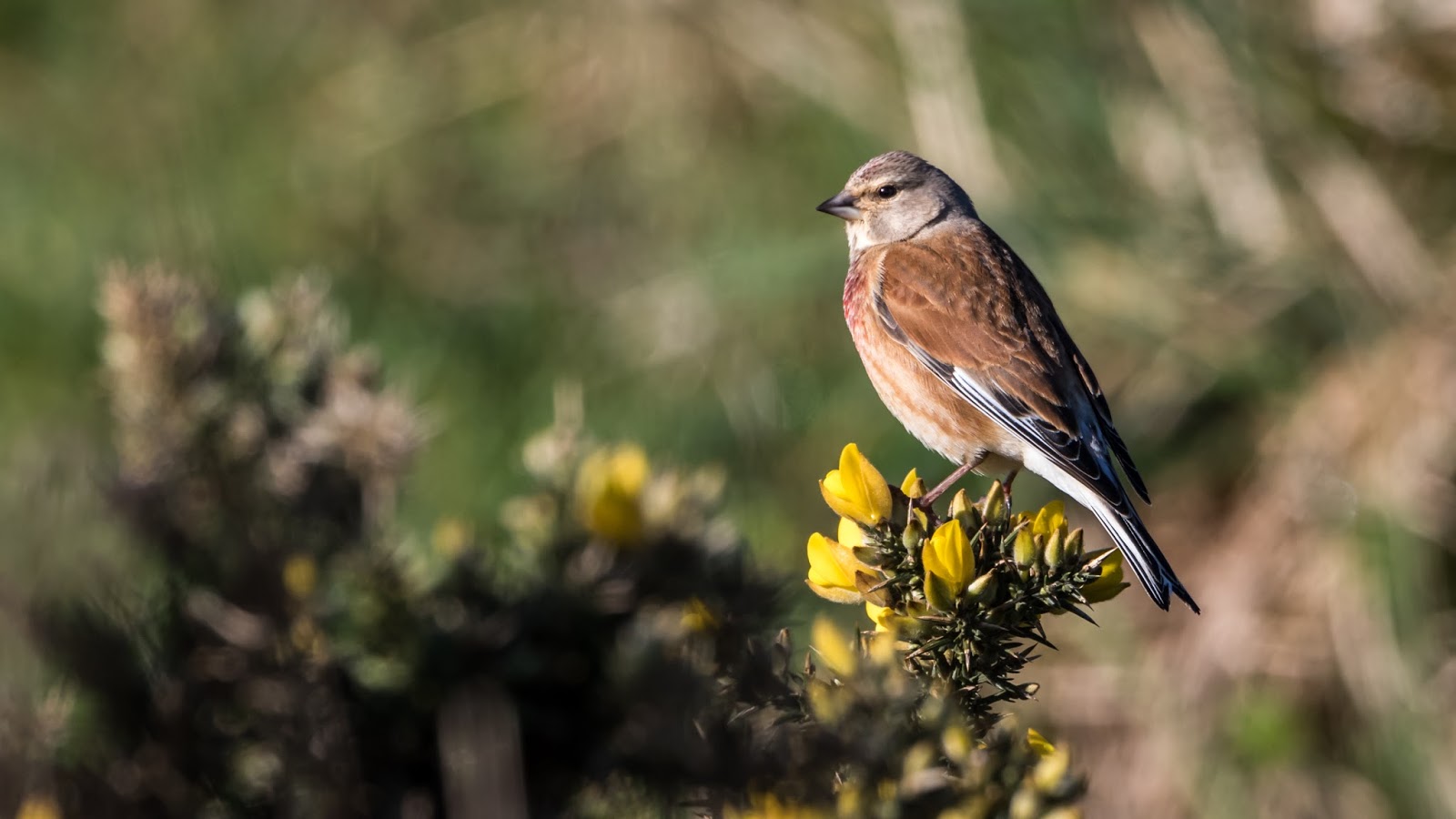 Dave McCulley Photography