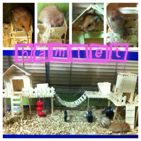 sanity...(fades): HAMLET, my adorable Syrian hamster