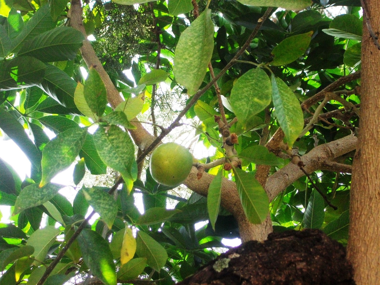 HISPAN SEFARAD 2: QUIÉN ME DIERA A BEBER DEL AGUA DEL POZO DE BELÉN ...
