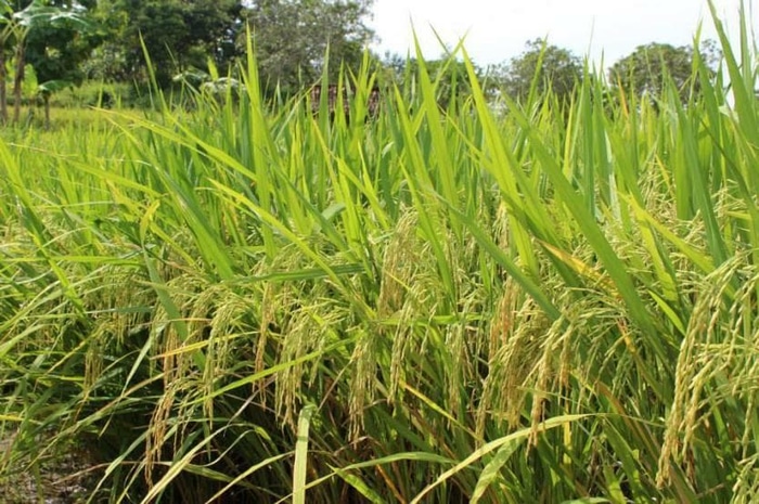 Mengenal 3 Jenis Padi Yang Dibudidayakan Di Indonesia - Jual Karung ...