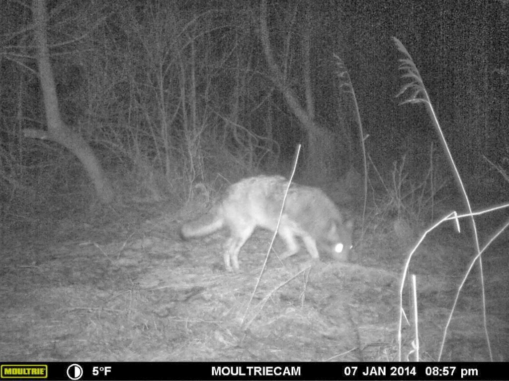 The Land Conservancy for Southern Chester County: Coyote sighting at ...