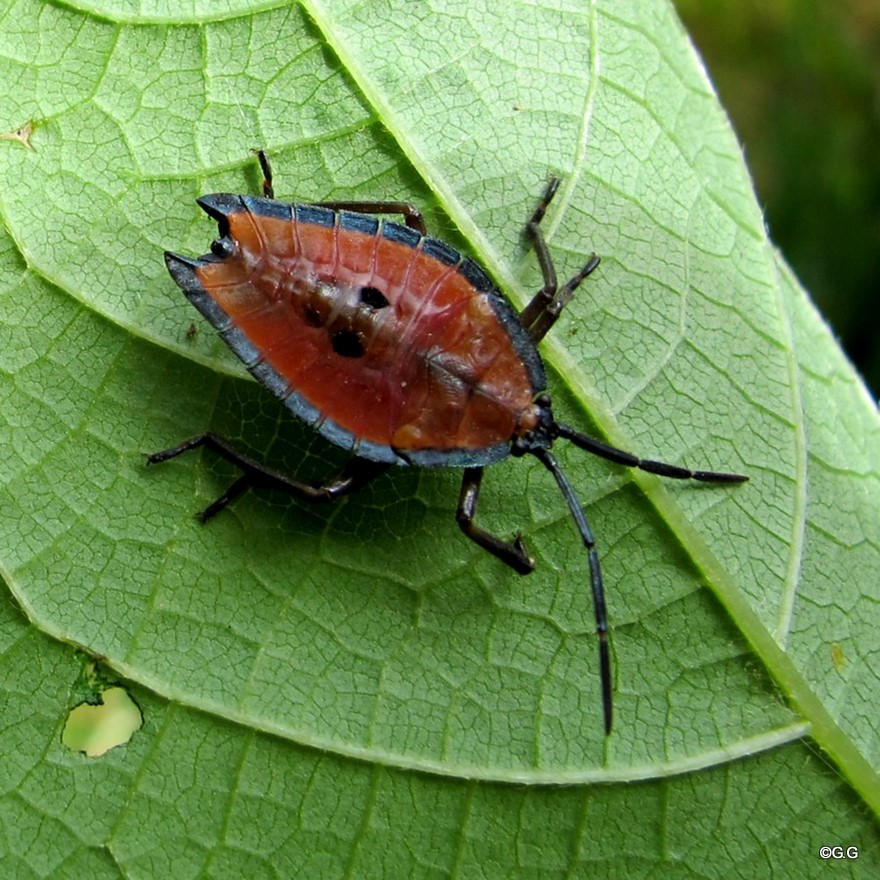 Nature Wonders Gershonized: Papua New Guinea collection of insects 9_2011