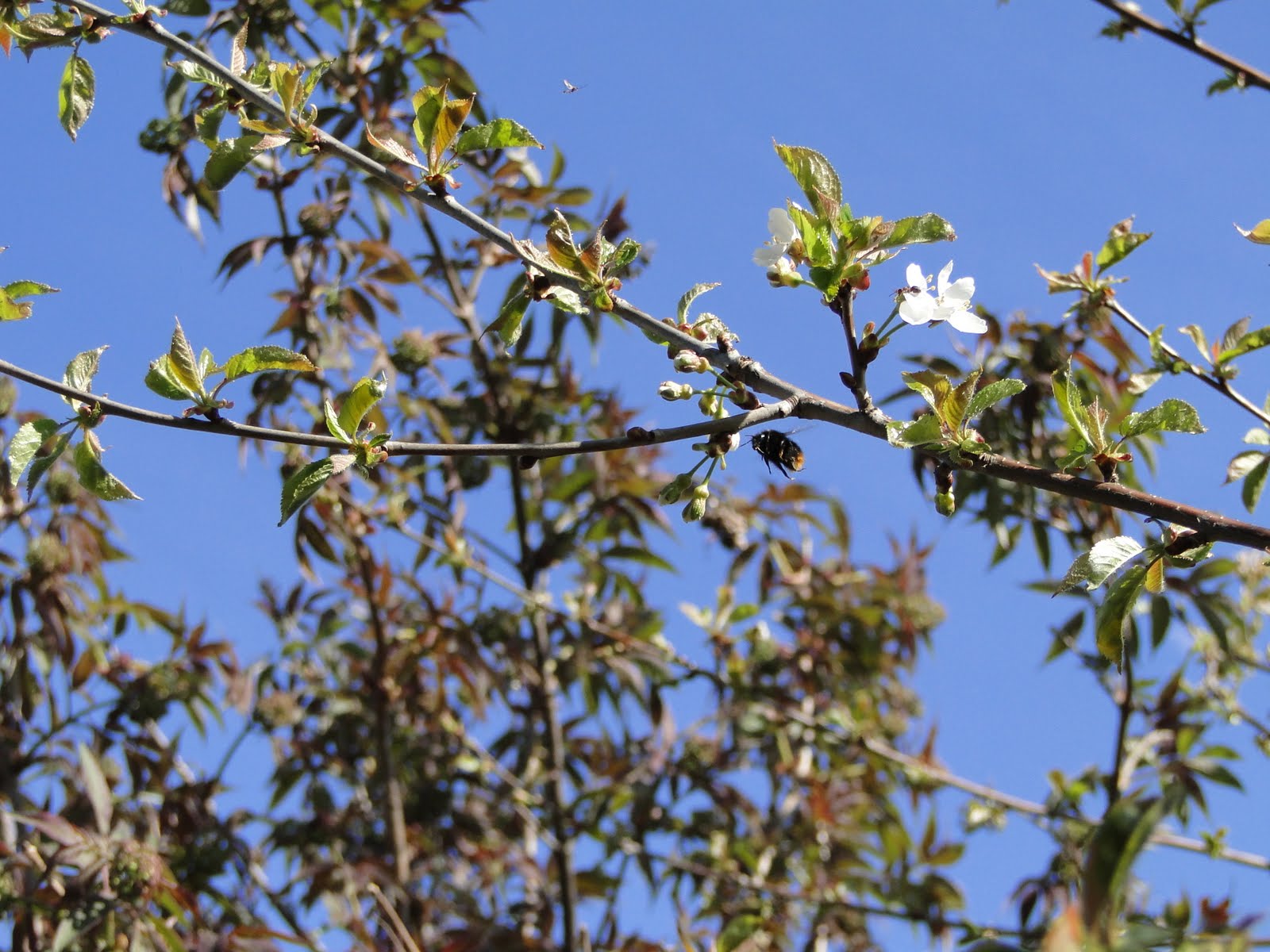 Mustikkatyttö Macamaassa: Meillä kukkii jo kirsikkapuu!