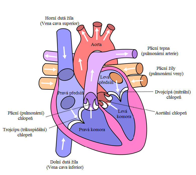 Běžím životem: Zánět tíhového váčku