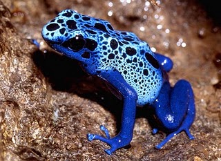 SAPO-FLECHA-DE-VENENO-DA-AMAZÔNIA (Dendrobates azureus)