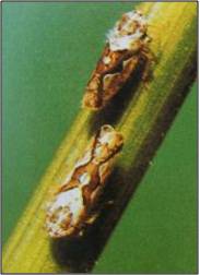 Budidaya Teknik dan Teknologi Pertanian: Pengendalian Hama Wereng