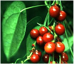 Página de Dom Luís: ABUTA