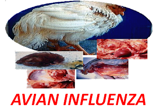 maqis_puteriharbour: Selsema burung (AVIAN INFLUENZA)