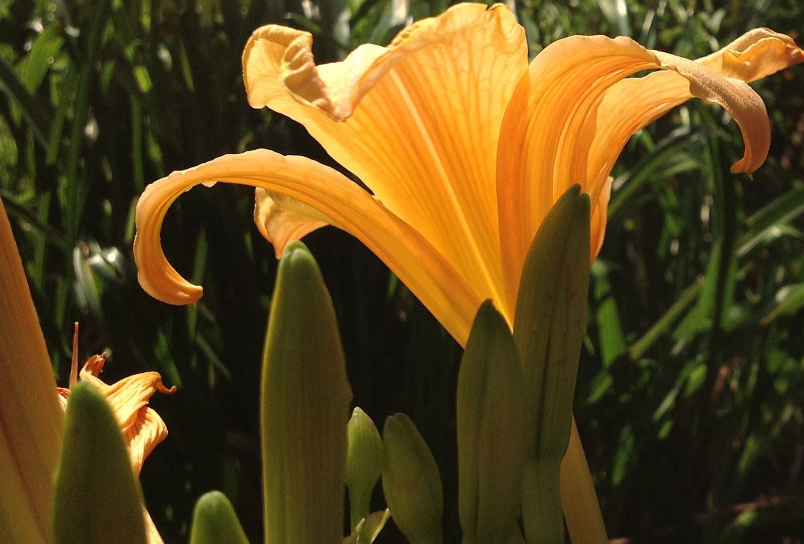 The Helpful Art Teacher: Rhythmic Line Designs And Patterns