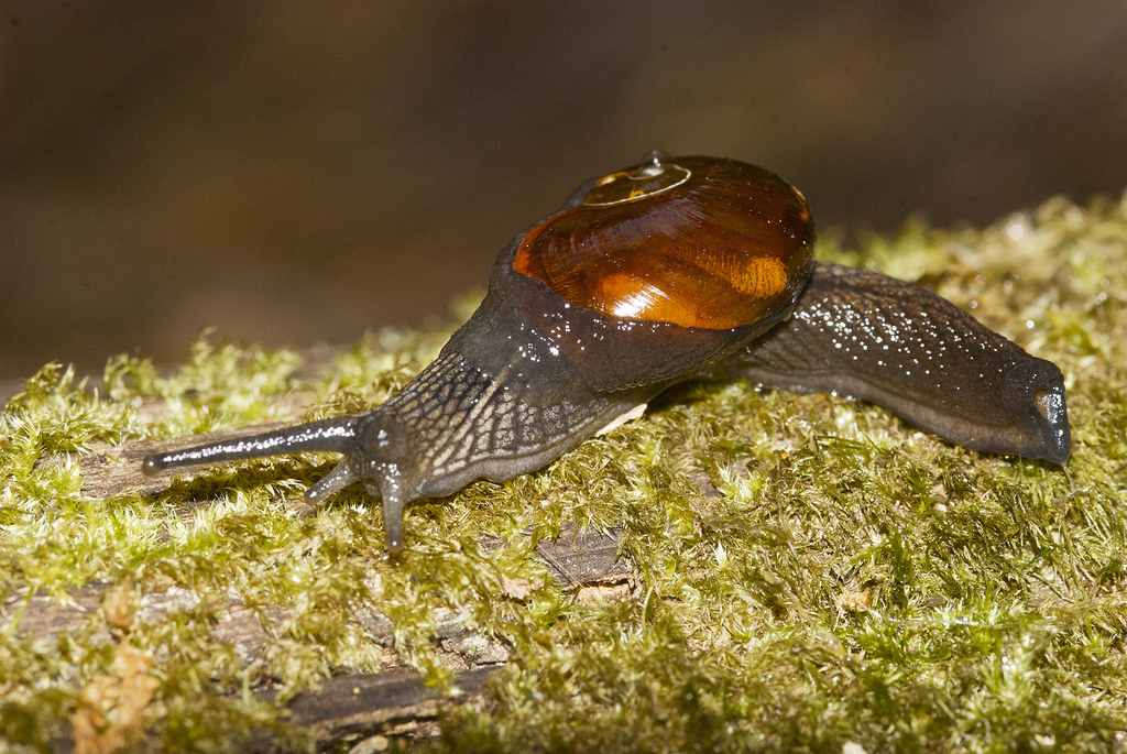 Real Monstrosities: Semi-slug