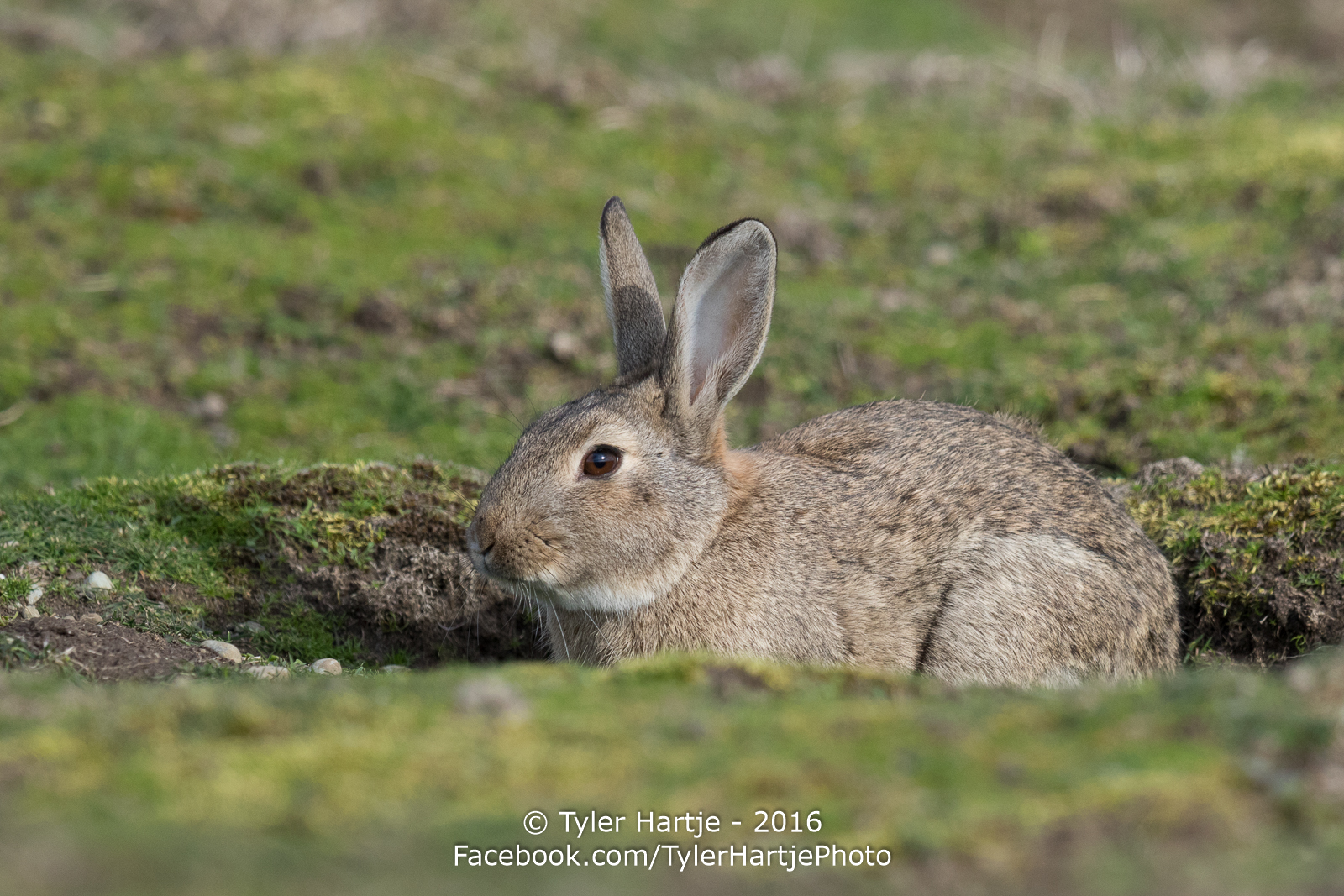 Tyler Hartje Photography