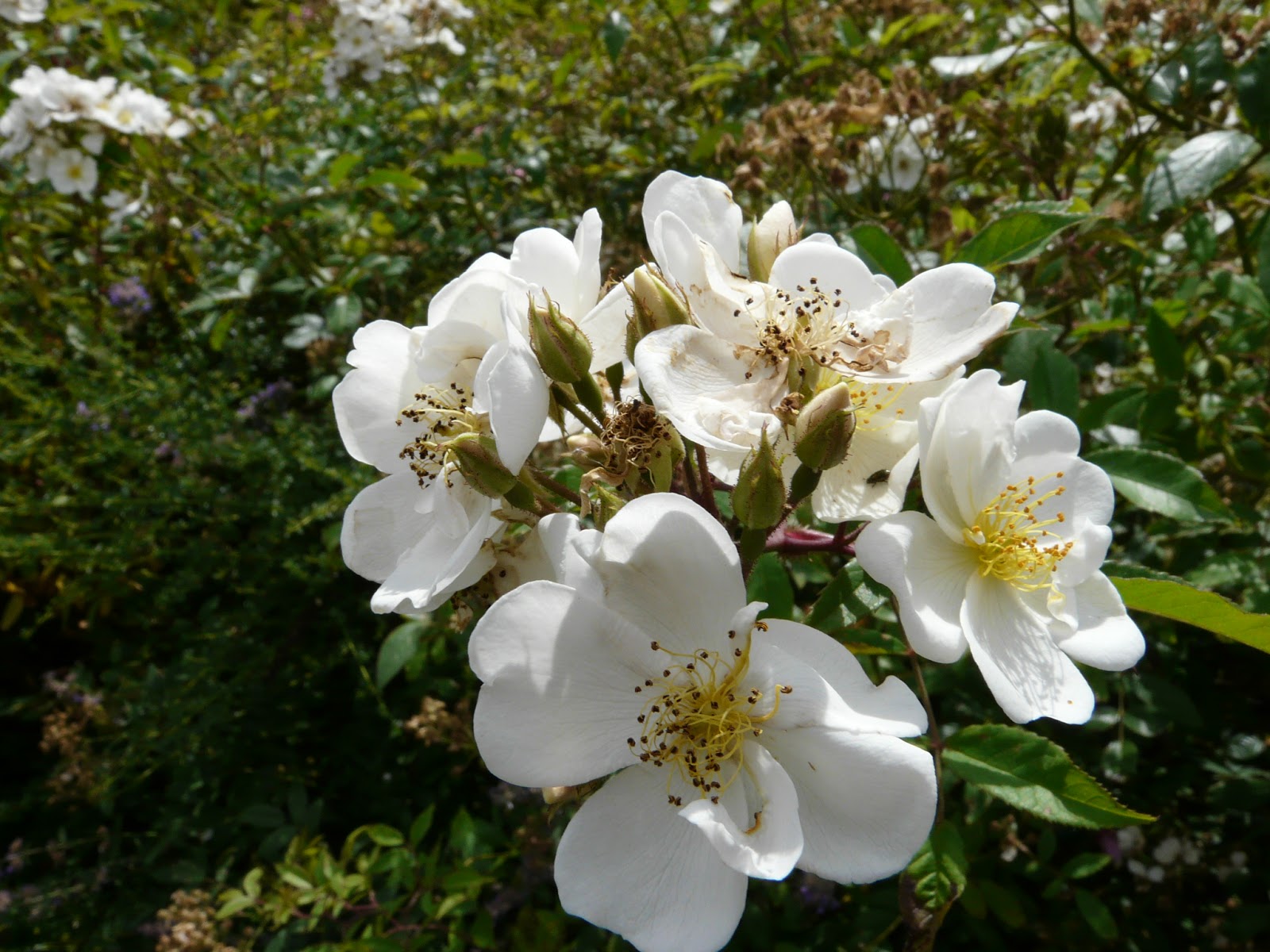 Cindy's Snaps: Peter Beales Roses, Attleborough