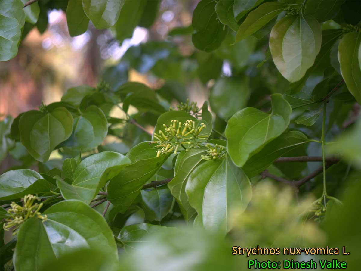 Medicinal Plants: Strychnos nux-vomica, Visha mushti, कुचिला, കാഞ്ഞിരം ...