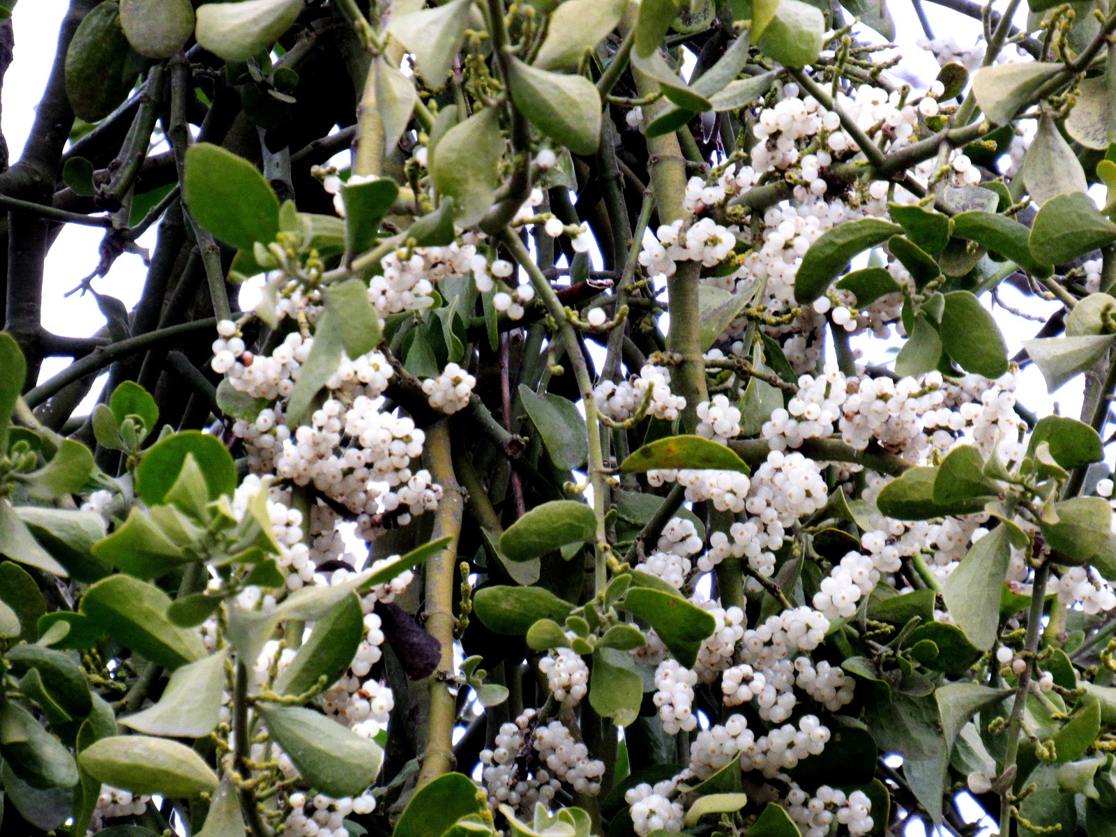 Say 'Merry Christmas' with California's Native Mistletoe!