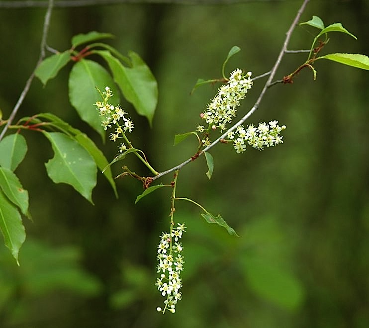 Field Biology in Southeastern Ohio: Woody Plant Blooms, spring & summer