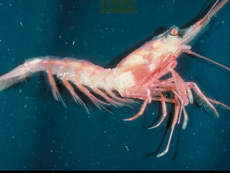 Especies marinas de interes bromatologico