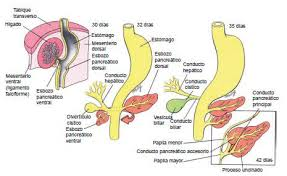 HISTO-EMBRIOLOGIA: EMBRIOLOGIA DEL APARTO DIGESTIVO