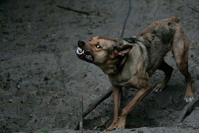 CoyotePrime, "Beaten Dogs" - edukasi
