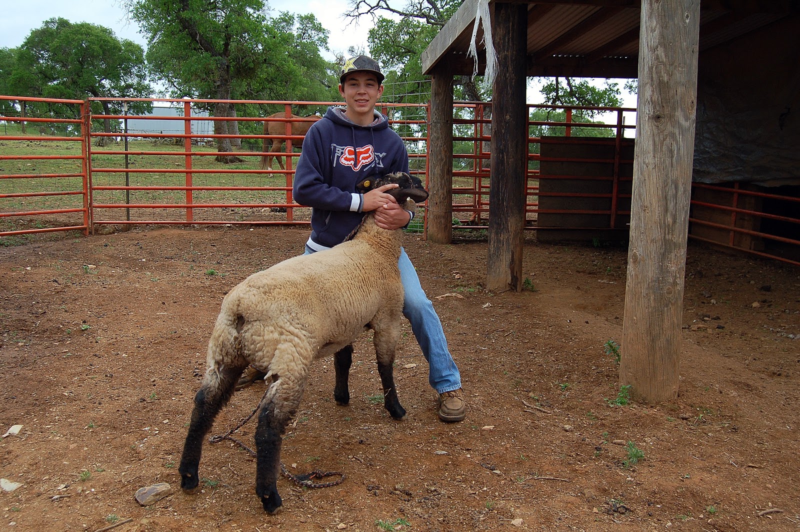 Copper Gazette: Carson Atkinson Showing Steer and Lamb at Fair