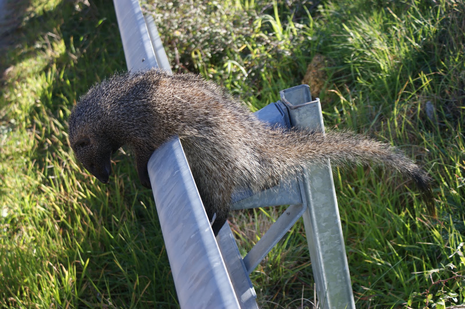 trepadeira: "HERPESTES ICHNEUMON" - SACA-RABOS