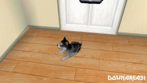 Petz 5 iso - lasopastellar