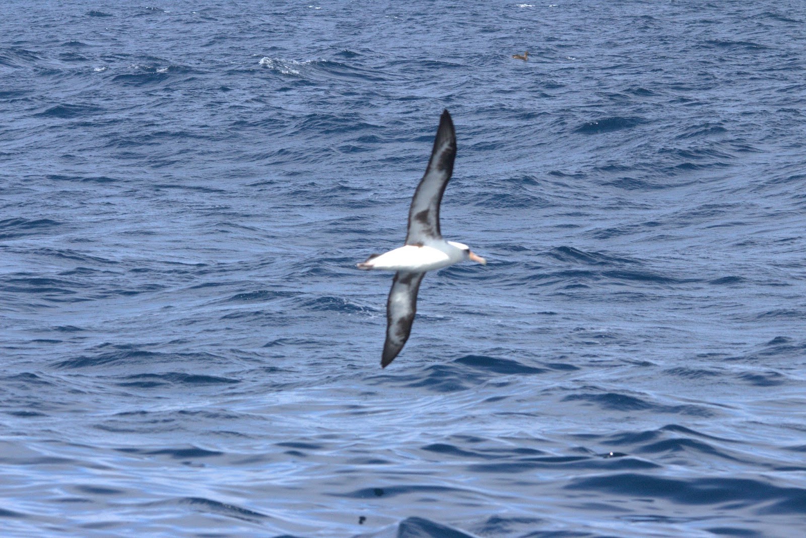 Out and About Oregon Birds: Newport Pelagic: Hawaiian Petrel