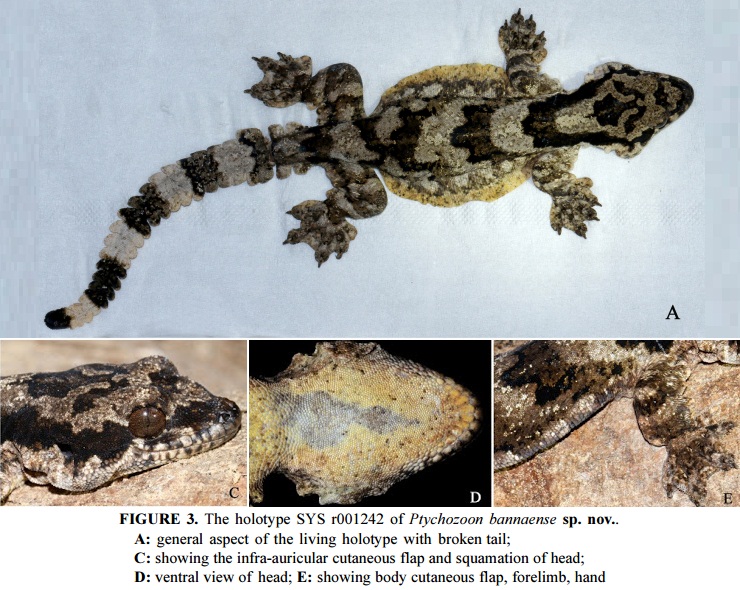 Species New to Science: [Herpetology • 2016] Ptychozoon bannaense • A ...